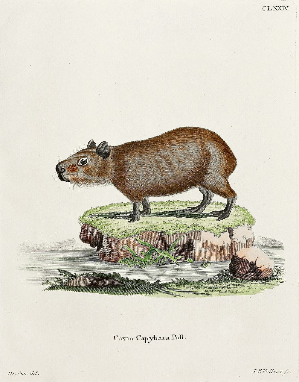 Vintage Capybara Images | Free Photos, PNG Stickers, Wallpapers ...