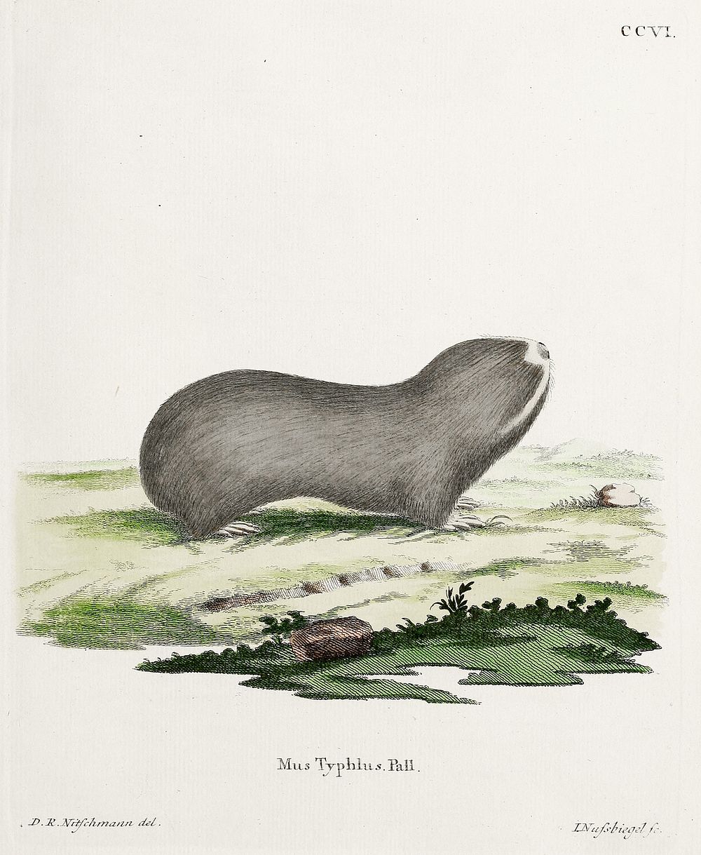 Greater mole rat Die Säugthiere | Free Photo Illustration - rawpixel