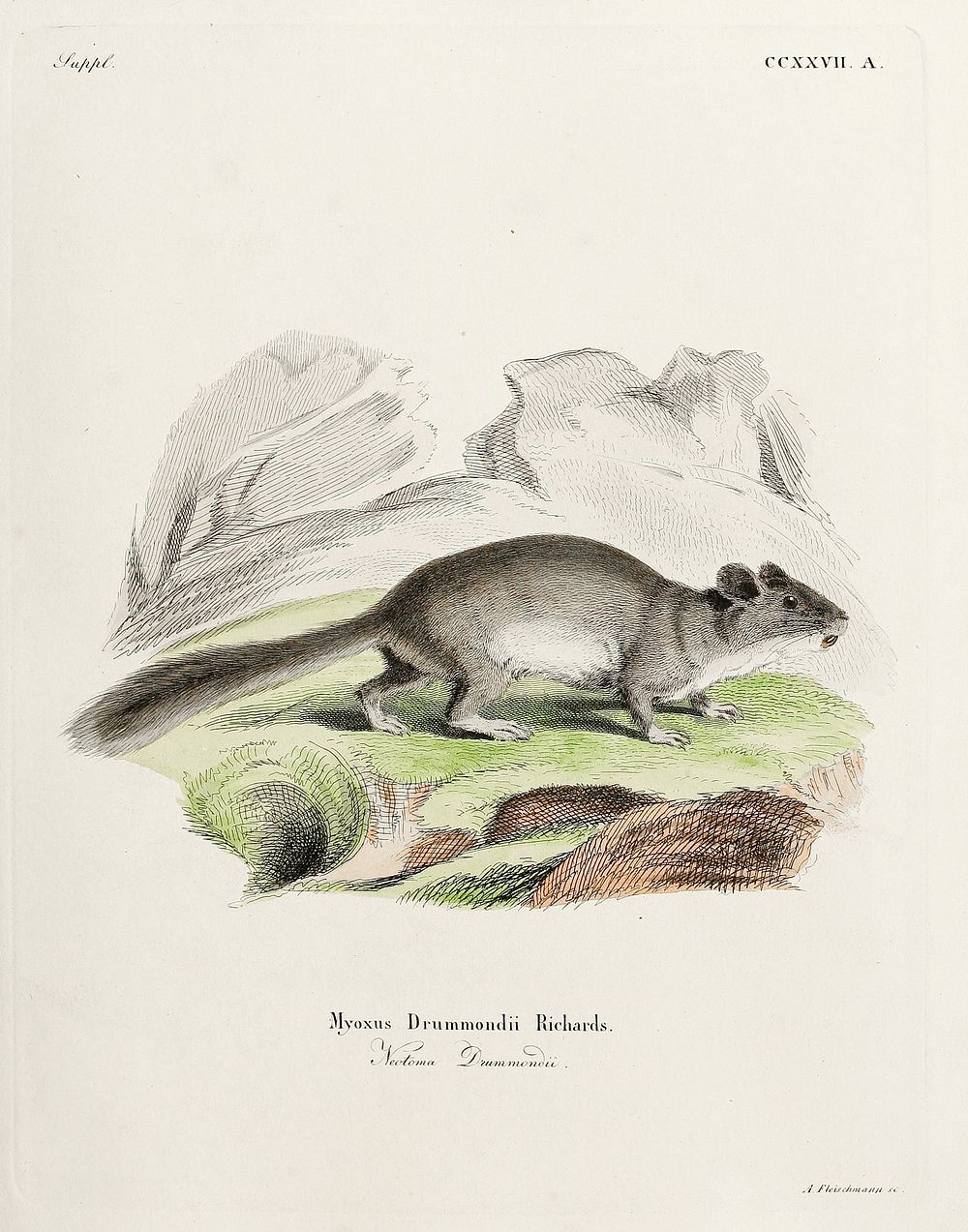 European edible dormouse Die Säugthiere | Free Photo Illustration ...