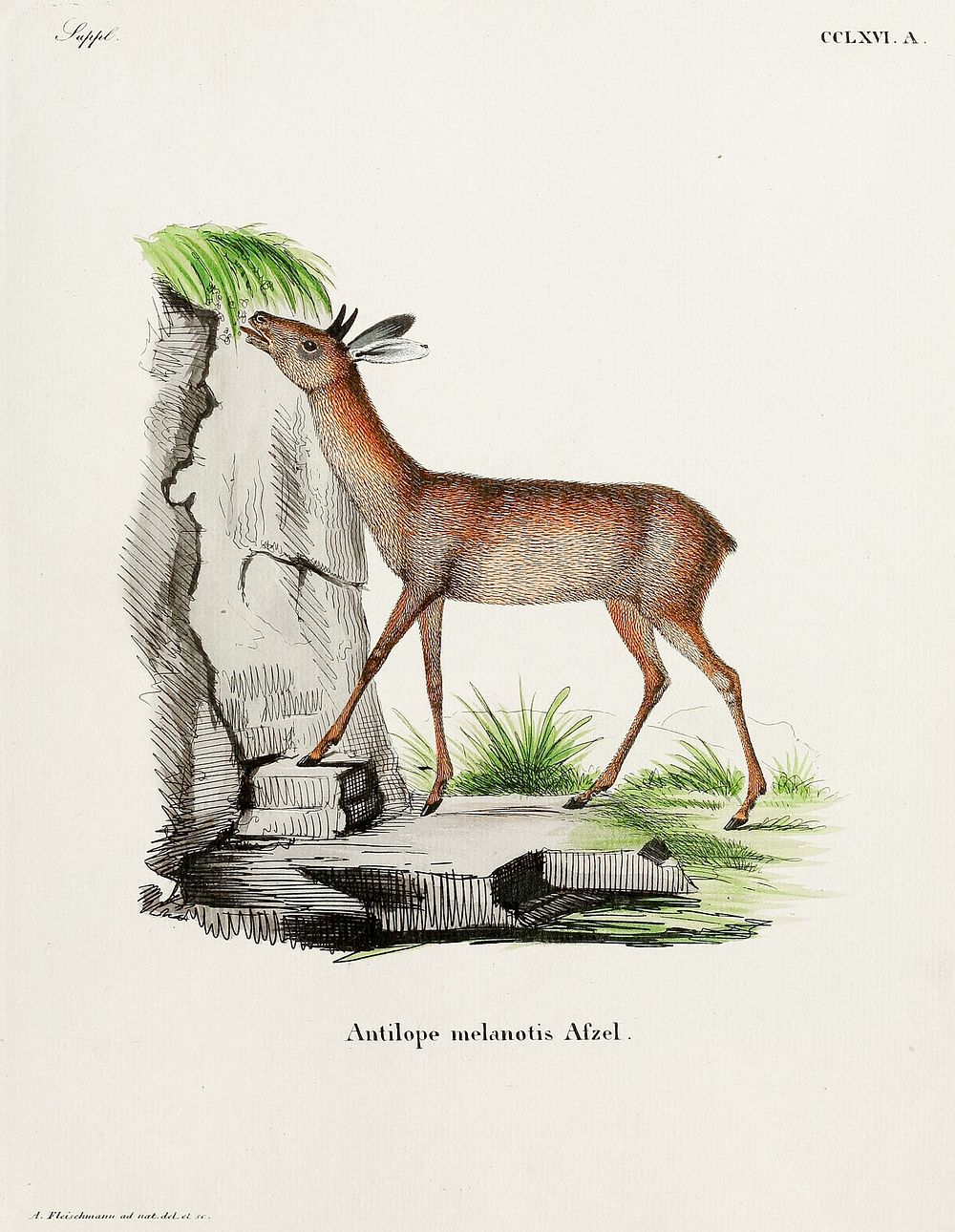 Cape grysbok Die Säugthiere Abbildungen | Free Photo Illustration ...