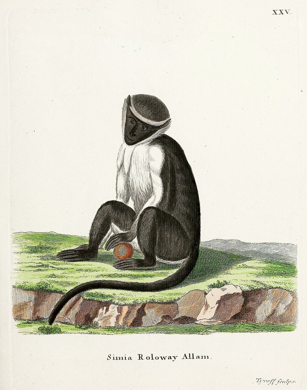 Roloway monkey Die Säugthiere Abbildungen | Free Photo Illustration ...