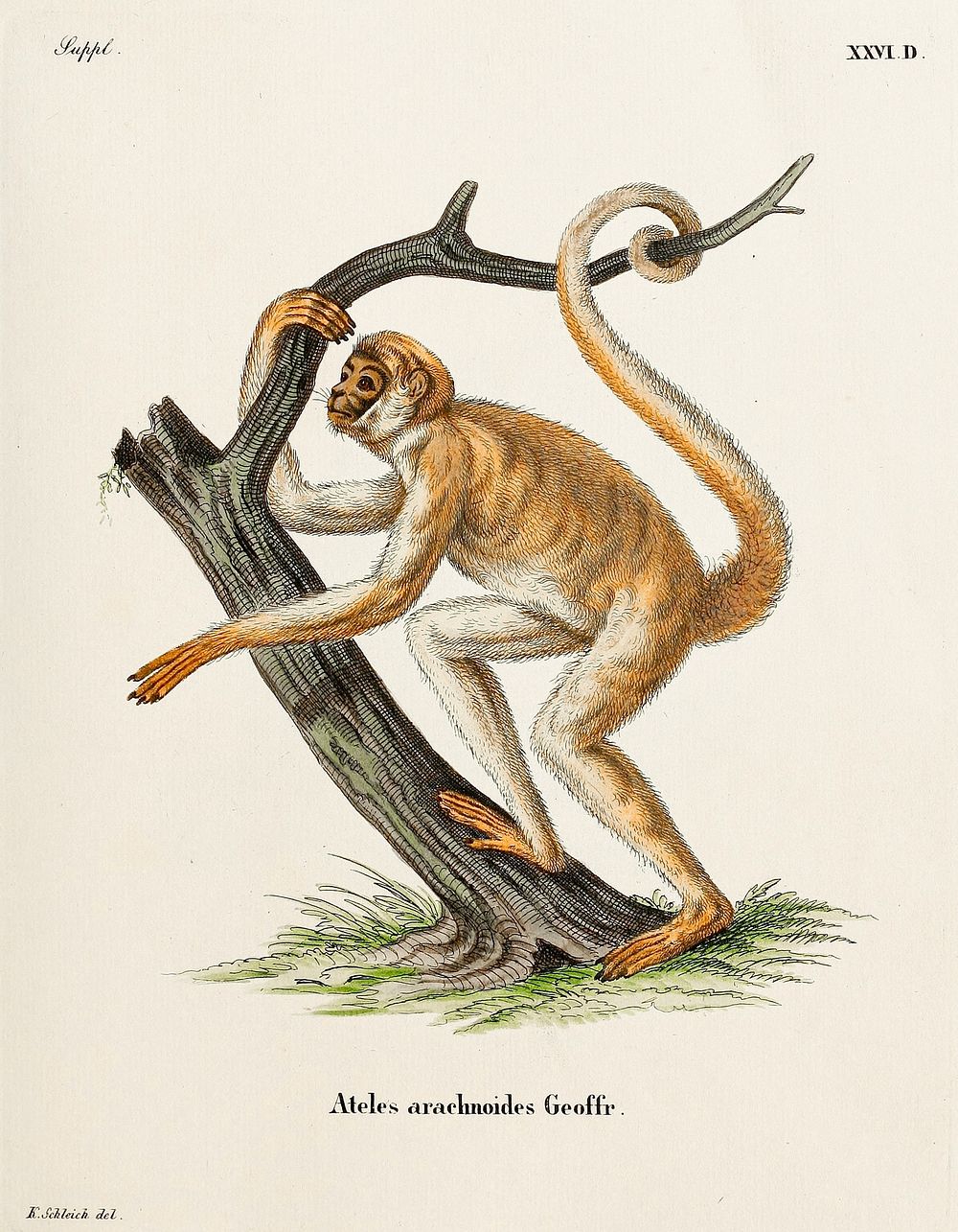 Muriquis Die Säugthiere Abbildungen nach | Free Photo Illustration ...