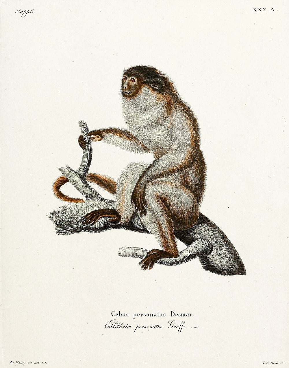 Atlantic titi monkey Die Säugthiere | Free Photo Illustration - rawpixel