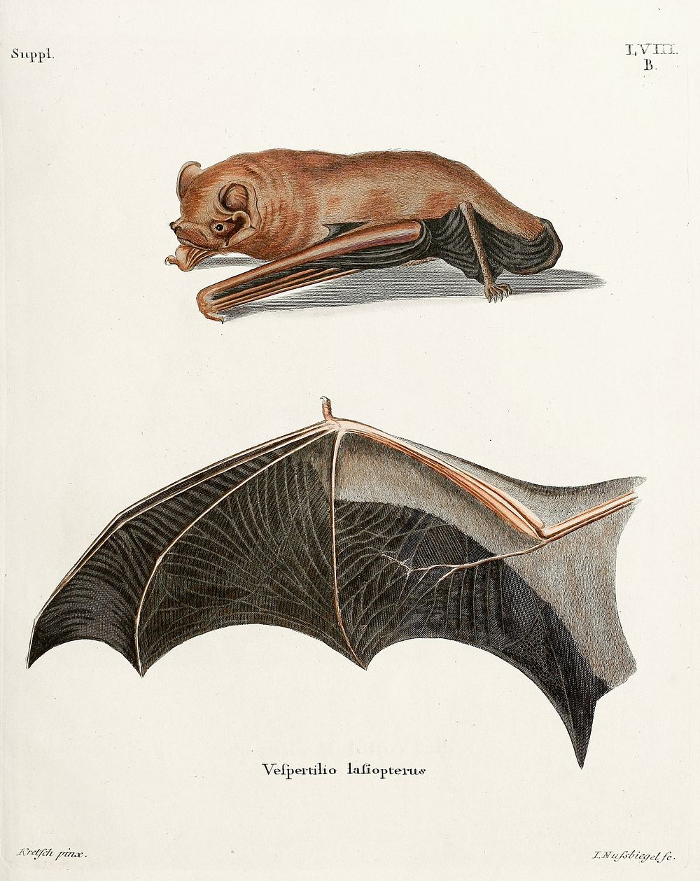 Insular flying fox Die Säugthiere | Free Photo Illustration - rawpixel