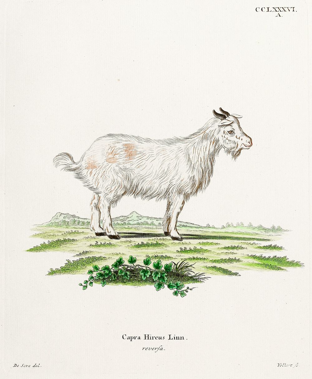 Pygmy goat Die Säugthiere Abbildungen | Free Photo Illustration - rawpixel