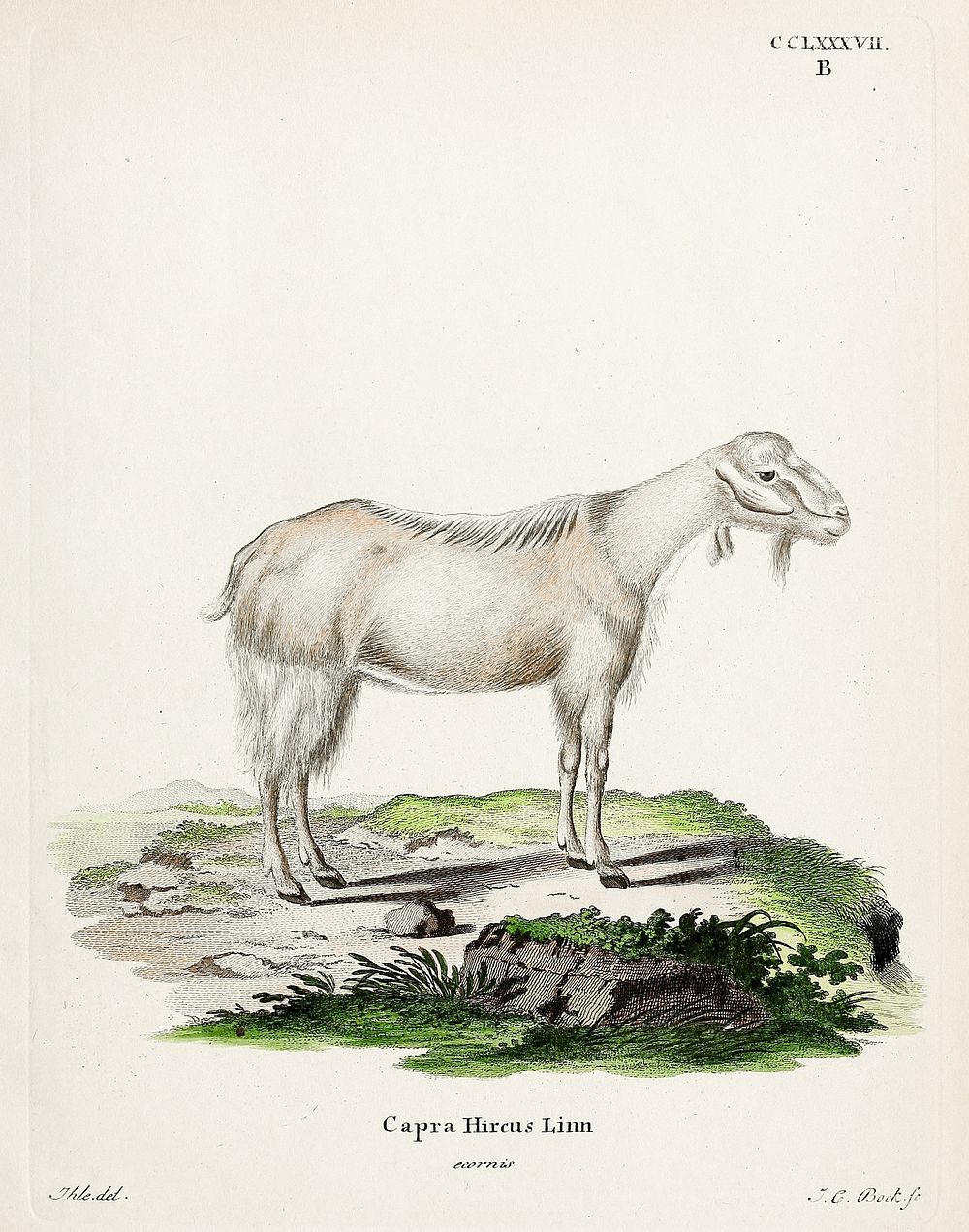 Goat Die Säugthiere Abbildungen nach | Free Photo Illustration - rawpixel