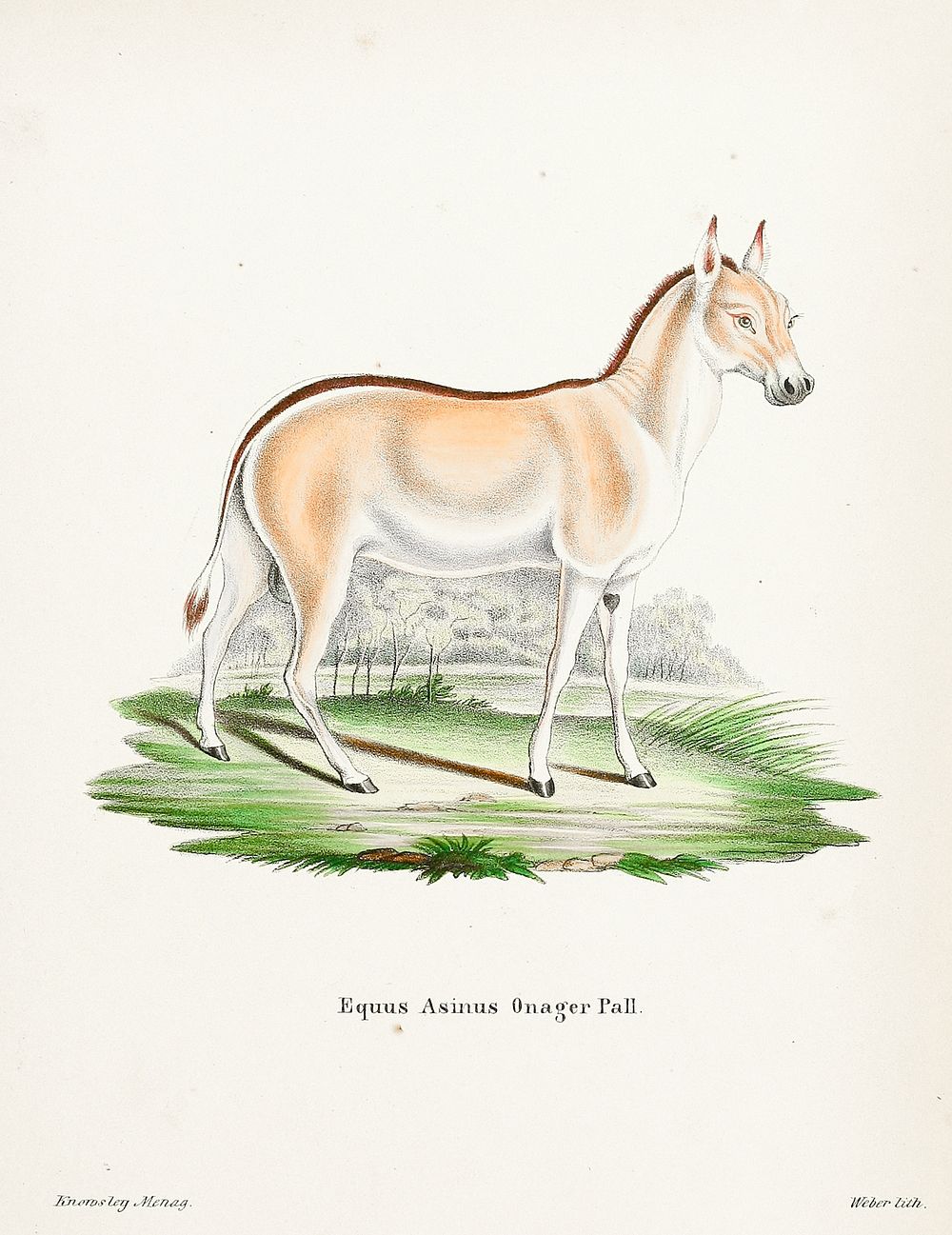 Wild horse Die Säugthiere Abbildungen | Free Photo Illustration - rawpixel