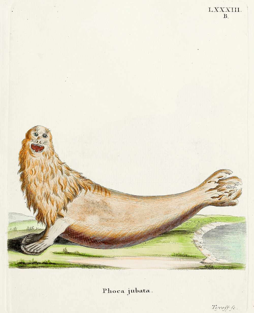 Stellar sea lion Die Säugthiere | Free Photo Illustration - rawpixel