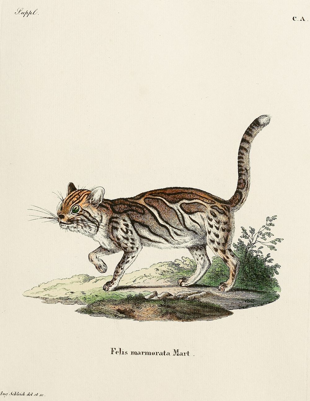 Marbled Cat Die Säugthiere Abbildungen | Free Photo Illustration - rawpixel