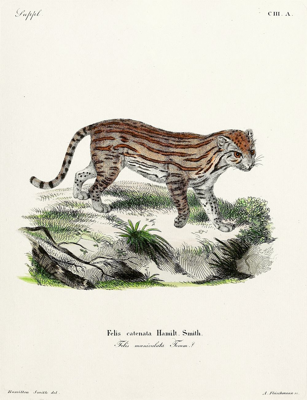 Marbled cat Die Säugthiere Abbildungen | Free Photo Illustration - rawpixel