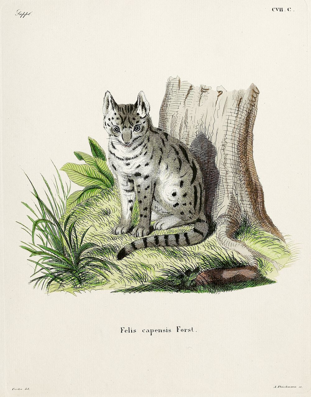 Jungle cat Die Säugthiere Abbildungen | Free Photo Illustration - rawpixel