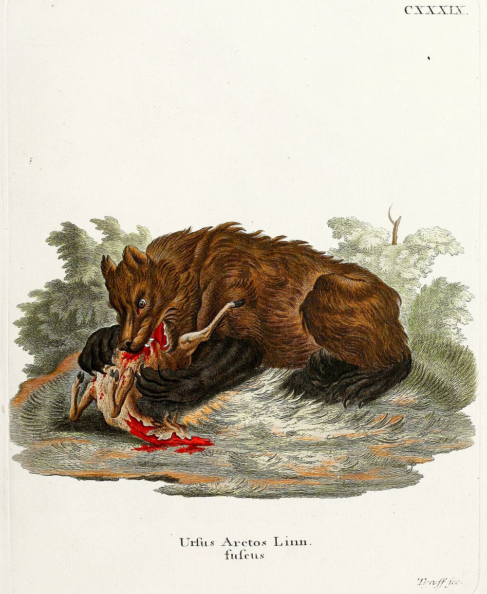 Grizzly bear Die Säugthiere Abbildungen | Free Photo Illustration ...