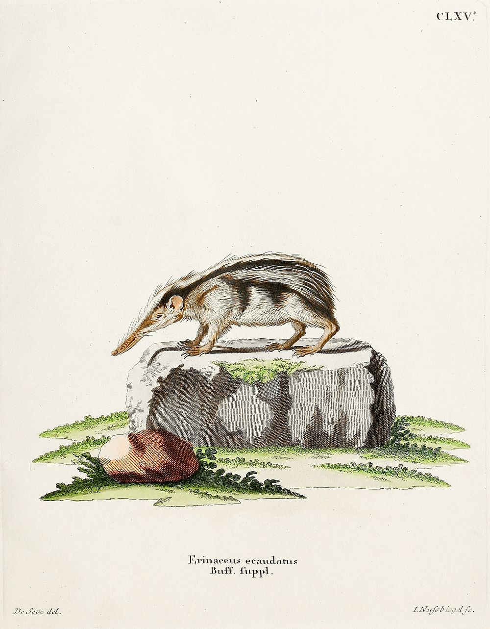 Greater hedgehog tenrec Die Säugthiere | Free Photo Illustration - rawpixel