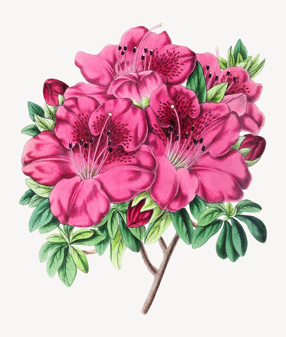 Pink Azalea Floral Magazine, vintage | Free PSD Illustration - rawpixel
