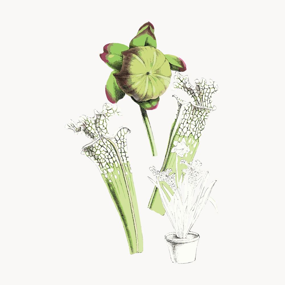 Alison Finch Floral Magazine, vintage | Free Vector - rawpixel