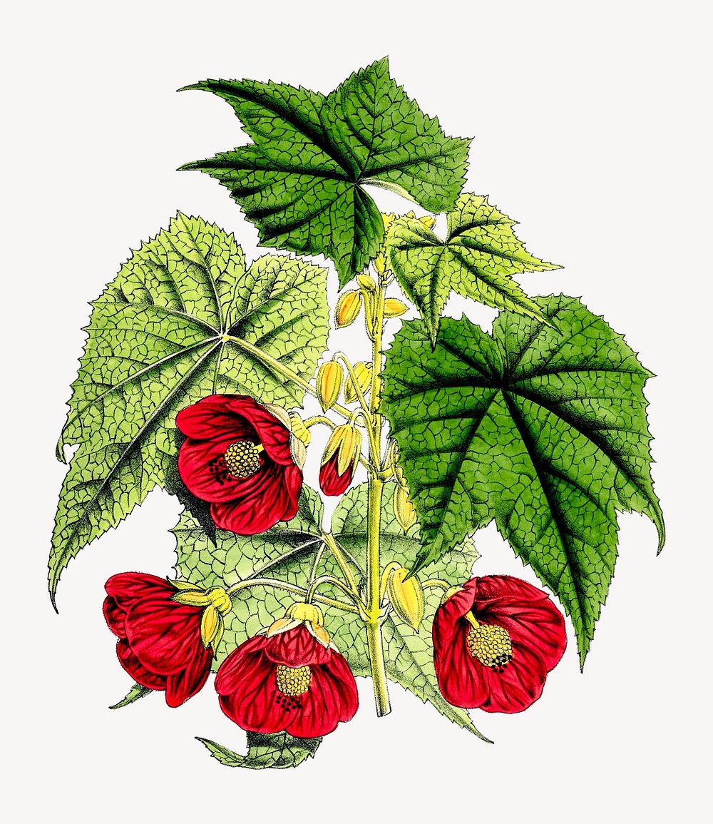 Indian Mallow Floral Magazine, vintage | Free PSD Illustration - rawpixel