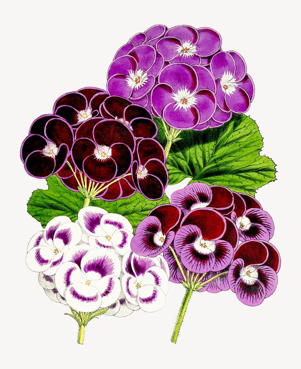 Fancy Pelargoniums or Geraniums Floral | Free Photo Illustration - rawpixel