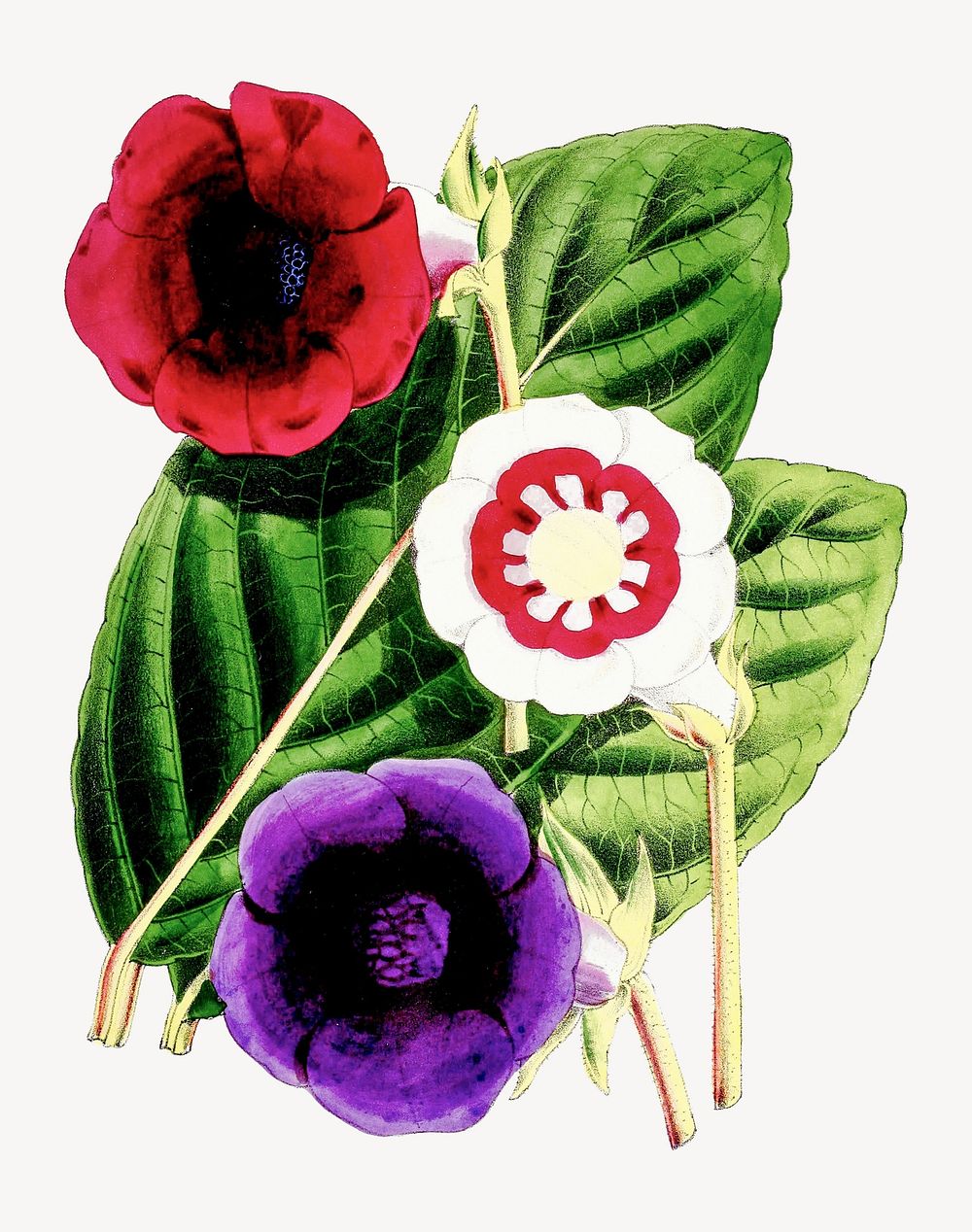 Gloxinias Floral Magazine, vintage flower | Free PSD Illustration ...