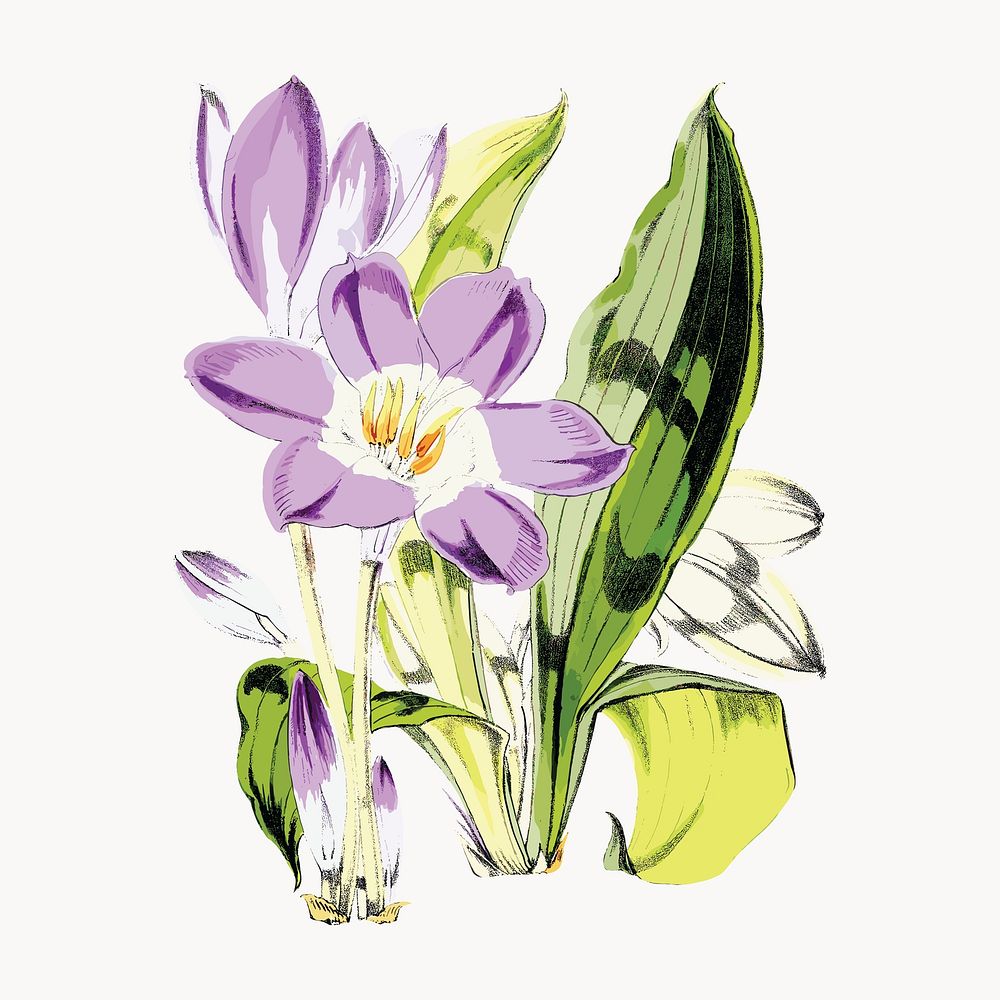Colchicum speciosum Floral Magazine, vintage | Free Vector - rawpixel