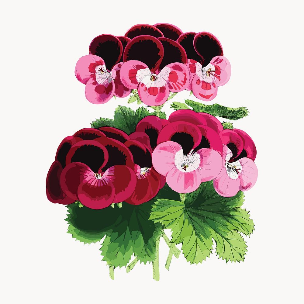 Pelargoniums or Geraniums vintage flower | Free Vector - rawpixel