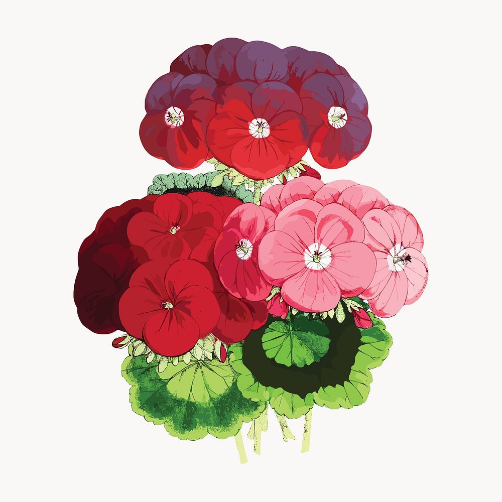 Pelargoniums or Geraniums vintage flower | Free Vector - rawpixel