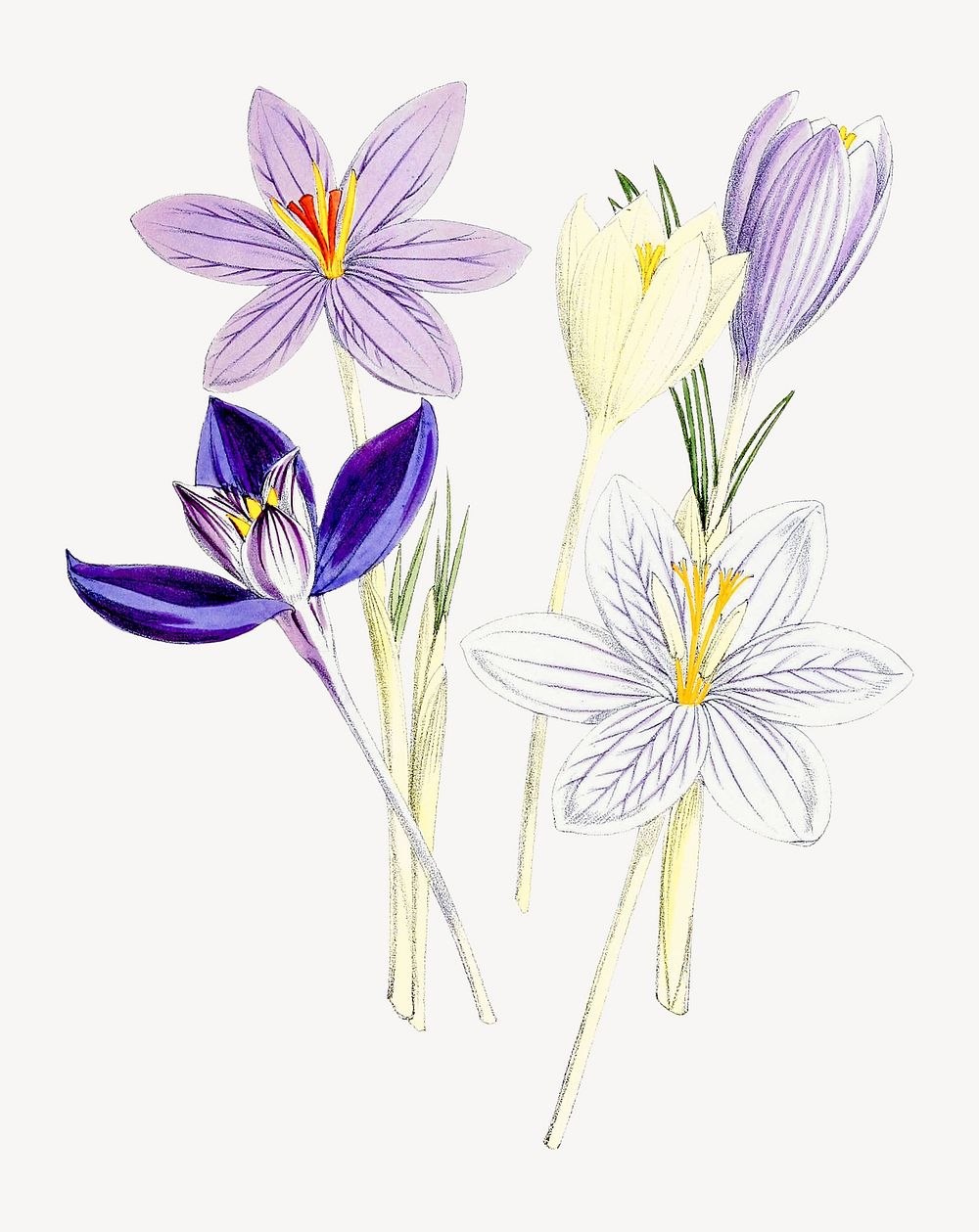 Autumn and Winter Crocus vintage | Free PSD Illustration - rawpixel