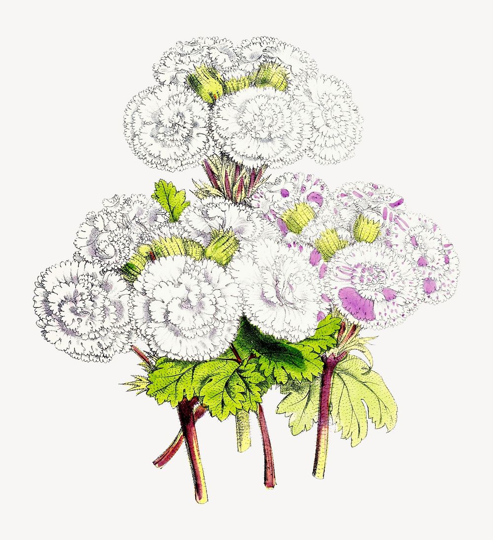 New Double Primula Sinesis Floral | Free PSD Illustration - rawpixel