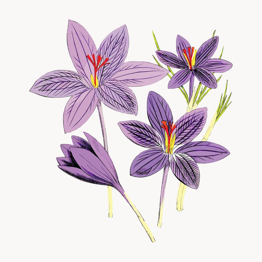Crocus sativus Floral Magazine, vintage | Free Vector - rawpixel
