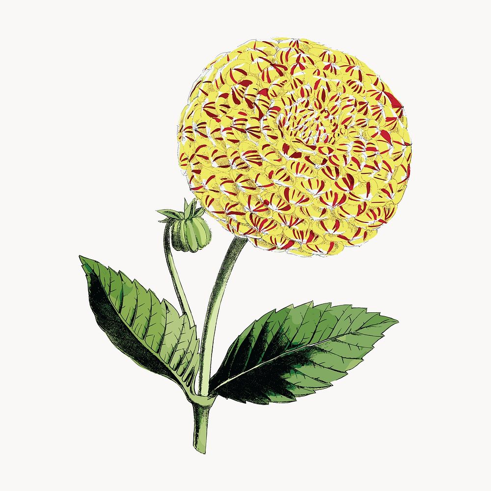 Fancy Dahlia Gaiety Floral Magazine, | Free Vector - rawpixel