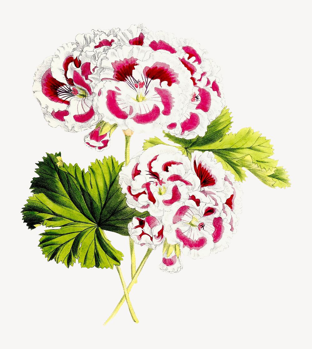 Decorative Pelargoniums or Geraniums Floral | Free PSD Illustration ...