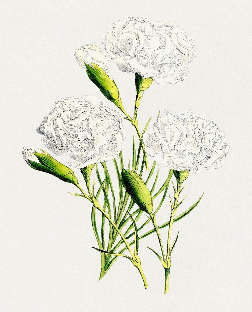 White Clove Floral Magazine (1861-1881) | Free Photo Illustration ...