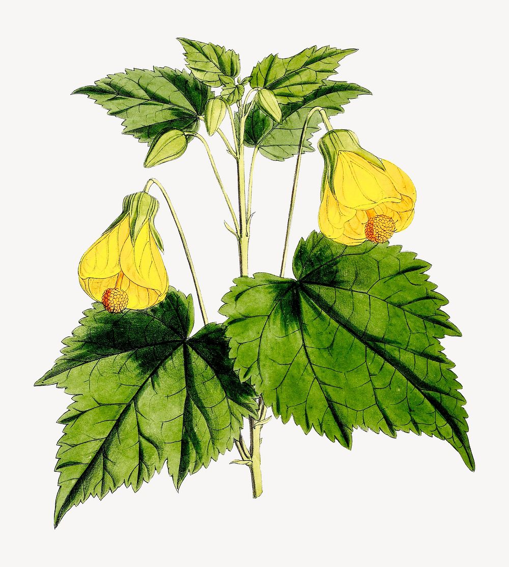 Indian Mallow Floral Magazine (1861-1881) | Free Photo Illustration ...