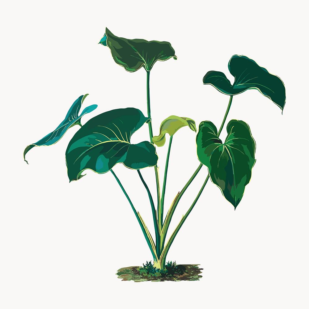 Philodendron Speciosum Thaumatophyllum Speciosum Icones | Free Vector ...