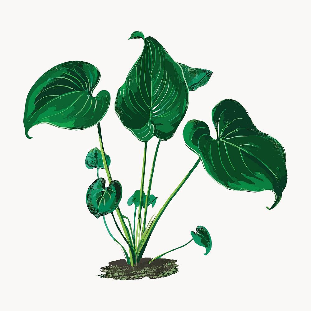 Philodendron Speciosum or Thaumatophyllum Speciosum | Free Vector ...