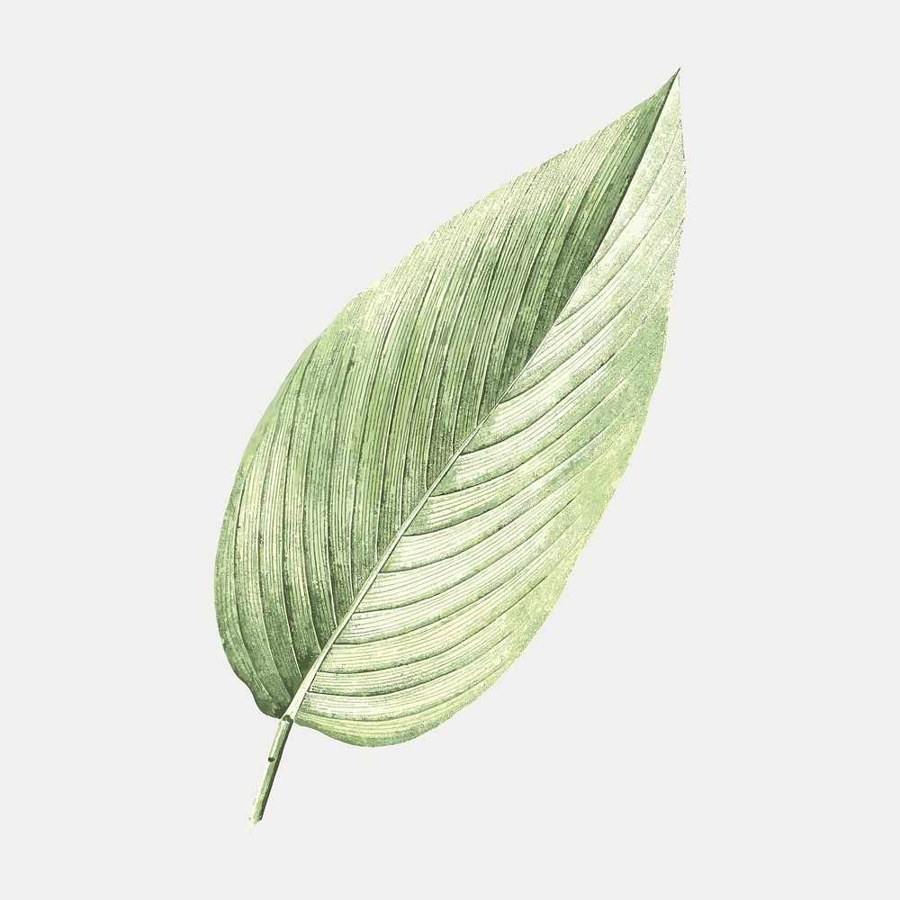 Vintage leaf illustration isolated white, | Free Vector - rawpixel