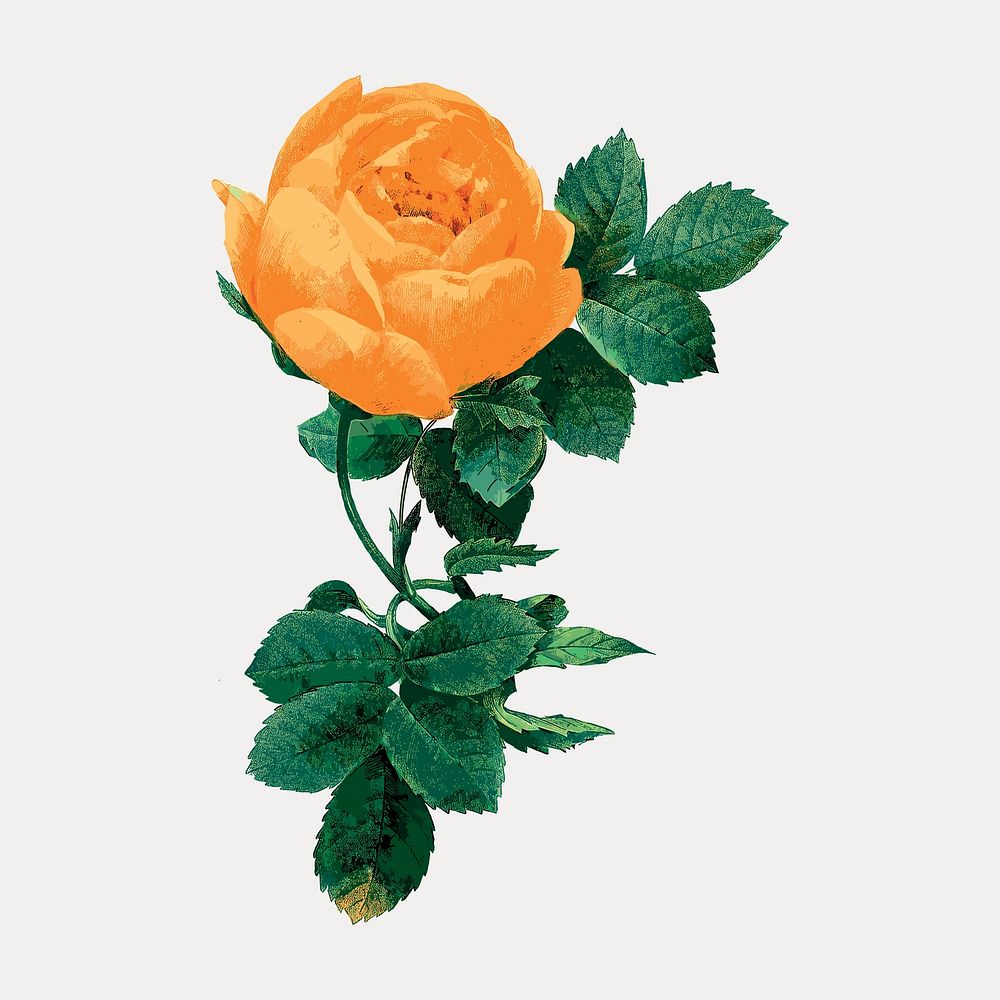 Yellow rose, vintage flower illustration | Free Vector - rawpixel