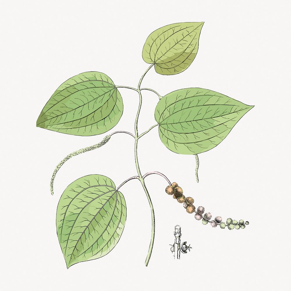 Hand drawn fresh peppercorn illustration | Free Vector - rawpixel
