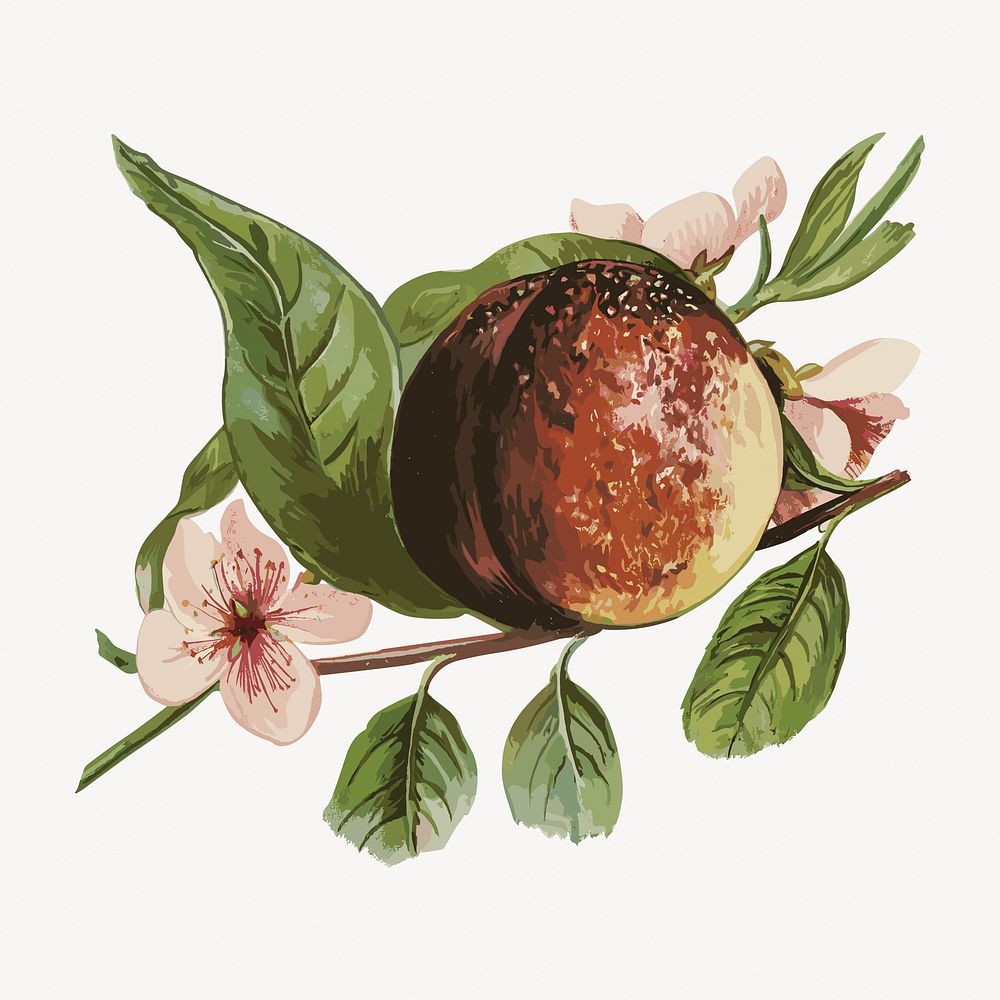 Peach vintage fruit, vector illustration | Free Vector - rawpixel