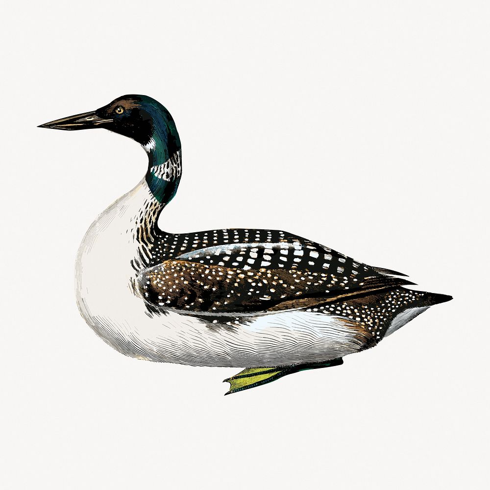 Vintage loon, artworks Charles Dessalines | Free Vector - rawpixel