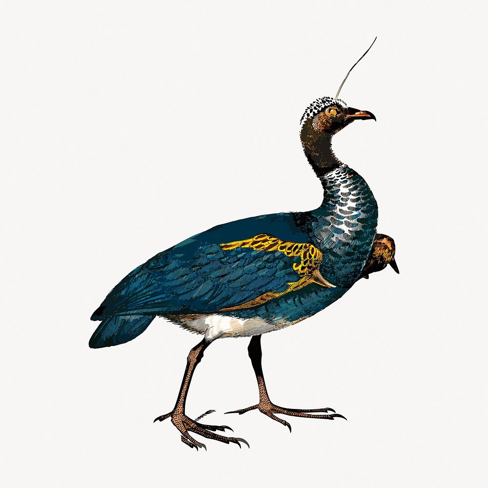 Vintage horned screamer bird, artworks | Free Vector - rawpixel