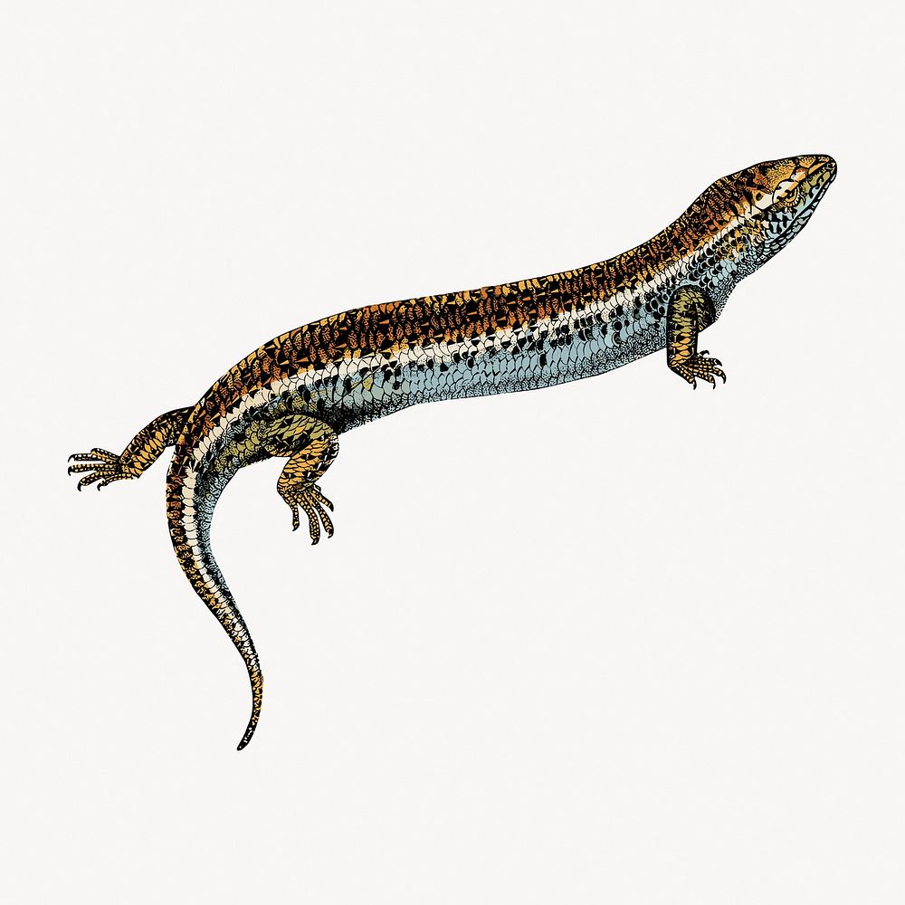 Eyed skink reptile, artworks Charles | Free Vector - rawpixel