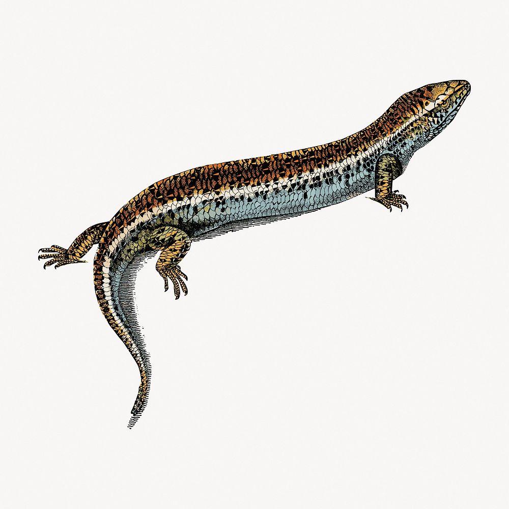 Eyed Skink Images | Free Photos, PNG Stickers, Wallpapers & Backgrounds ...