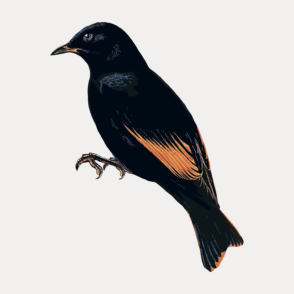 Rawnsley's bowerbird illustration isolated white, | Free Vector - rawpixel