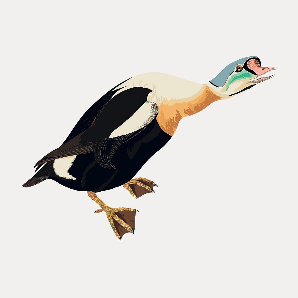 King duck bird sticker, vector | Free Vector - rawpixel
