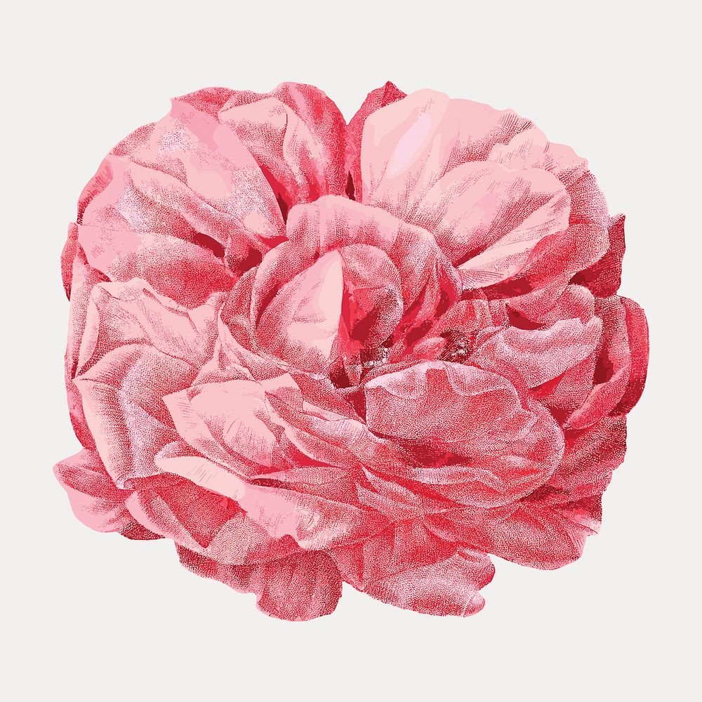 Vintage giant French rose, collage | Free Vector - rawpixel