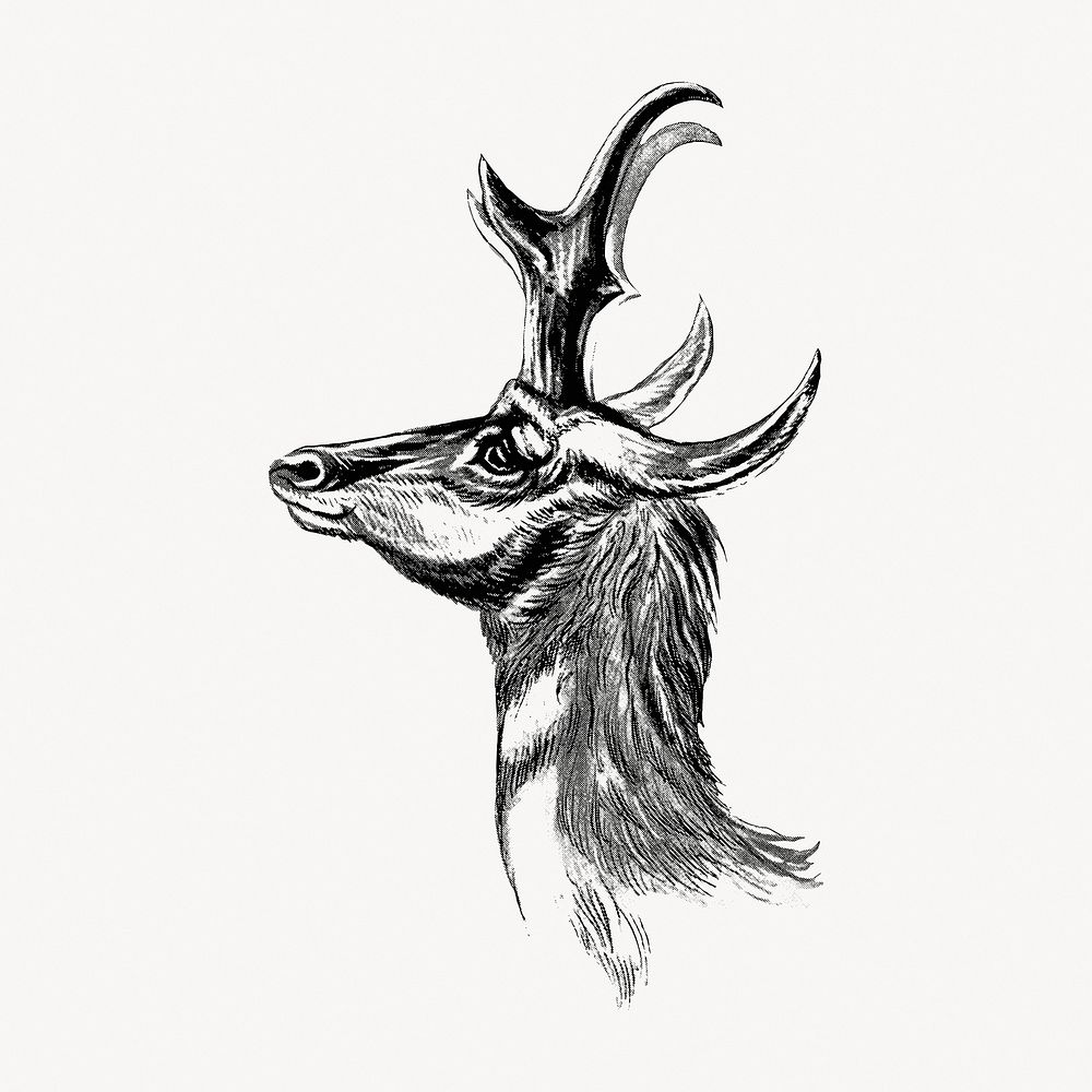 Vintage antelope drawing, vector illustration | Free Vector - rawpixel