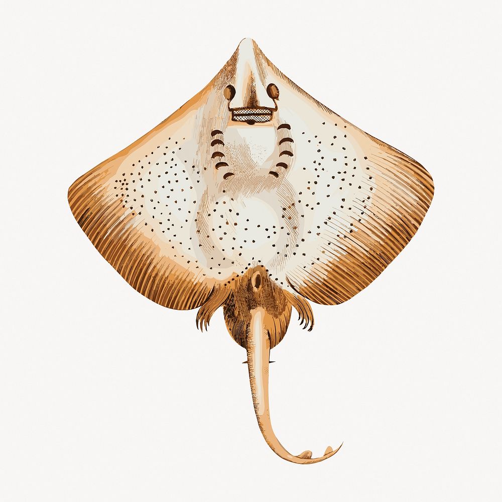 Batis Images | Free Photos, PNG Stickers, Wallpapers & Backgrounds ...