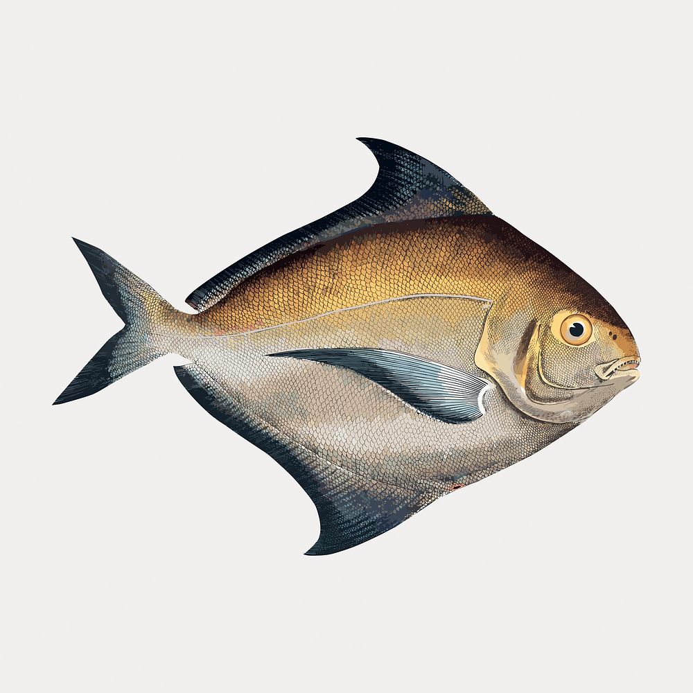 Stromateus Paru sticker, fish vintage | Free Vector - rawpixel