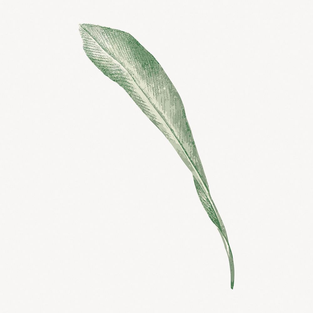 Vintage leaf illustration isolated white, | Free Vector - rawpixel