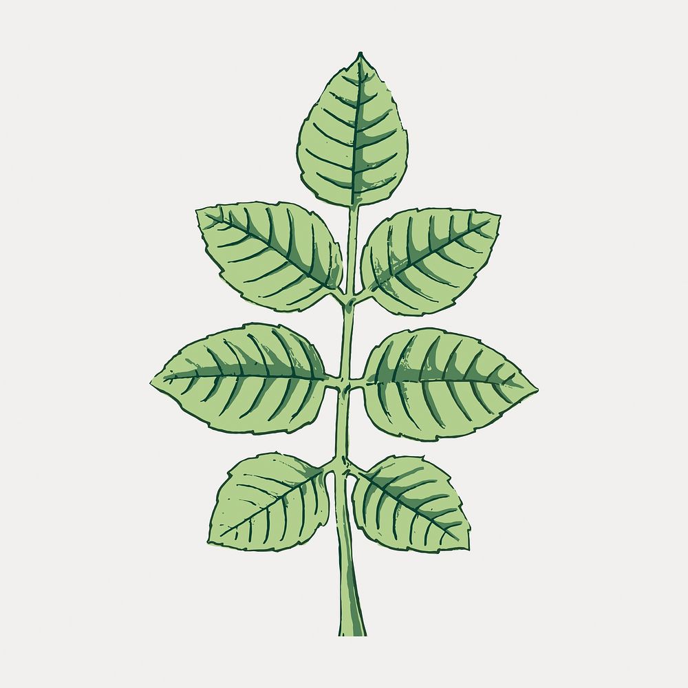 Vintage wild rose leaf design | Free Vector - rawpixel